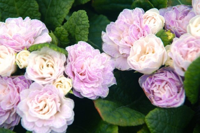 Creating an Ornamental Garden; Spring Colour – living lightly in ireland