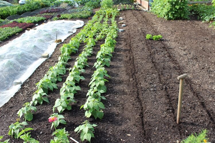 Growing Fruit and Veg; Design & Layout 2025 – living lightly in ireland